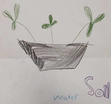 Lesson 1 • Living in the schoolyard | Primary Connections